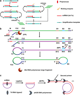 MicroRNA amplification and detection technologies: opportunities and ...