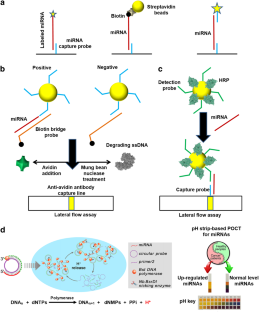 MicroRNA amplification and detection technologies: opportunities and ...