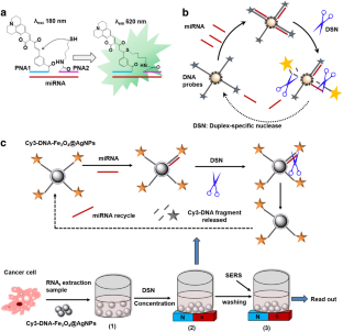 MicroRNA amplification and detection technologies: opportunities and ...
