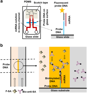 MicroRNA amplification and detection technologies: opportunities and ...