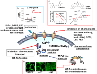 TRPV2 channel as a possible drug target for the treatment of heart ...