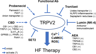 TRPV2 channel as a possible drug target for the treatment of heart ...