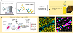Multiplexed ion beam imaging (MIBI) for characterization of the tumor ...
