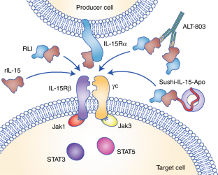 Cytokines in clinical cancer immunotherapy | British Journal of Cancer