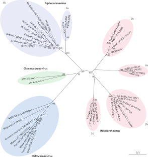 Origin and evolution of pathogenic coronaviruses | Nature Reviews Microbiology