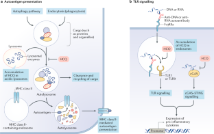 Mechanisms of action of hydroxychloroquine and chloroquine ...