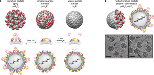 The immune response against flaviviruses | Nature Immunology