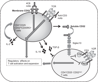 The immunological function of CD52 and its targeting in organ ...