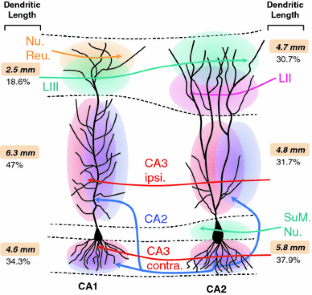 Synaptic integration by different dendritic compartments of hippocampal ...