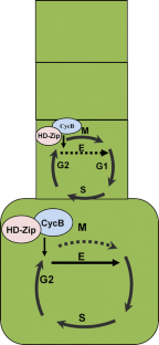 Trichomes as models for studying plant cell differentiation | SpringerLink