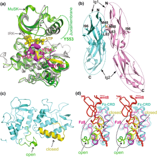 Structural mechanisms of the agrin–LRP4–MuSK signaling pathway in ...