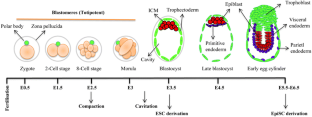 Molecular basis of embryonic stem cell self-renewal: from signaling pathways to pluripotency ...