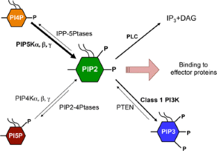 The multifaceted role of PIP2 in leukocyte biology | SpringerLink