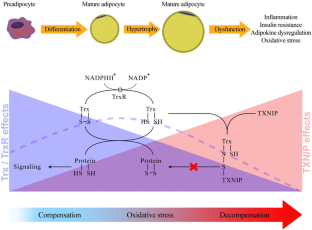 The role of the thioredoxin/thioredoxin reductase system in the ...