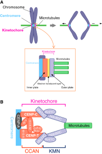 Dynamics of kinetochore structure and its regulations during mitotic progression | SpringerLink