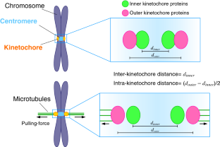 Dynamics of kinetochore structure and its regulations during mitotic ...