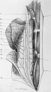 Funktionelle Anatomie der Bauchwand | SpringerLink