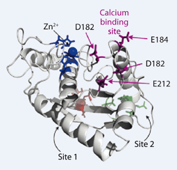 Thrombotisch-thrombozytopenische Purpura | SpringerLink