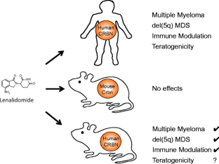 The molecular mechanism of thalidomide analogs in hematologic ...
