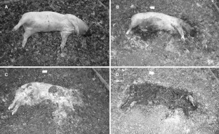 Forensic entomology | SpringerLink