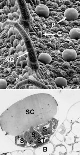 (−)-Menthol biosynthesis and molecular genetics | SpringerLink