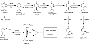 (−)-Menthol biosynthesis and molecular genetics | SpringerLink