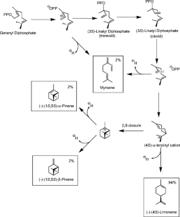 (−)-Menthol biosynthesis and molecular genetics | SpringerLink