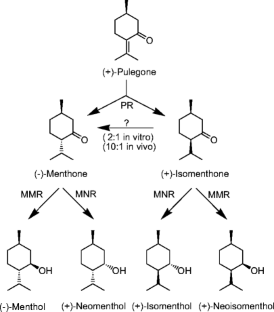 (−)-Menthol biosynthesis and molecular genetics | SpringerLink