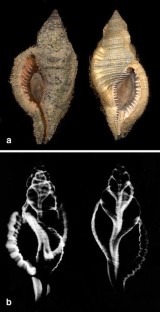 The convoluted evolution of snail chirality | SpringerLink