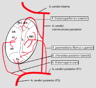 Vaskuläre Syndrome des Thalamus | SpringerLink
