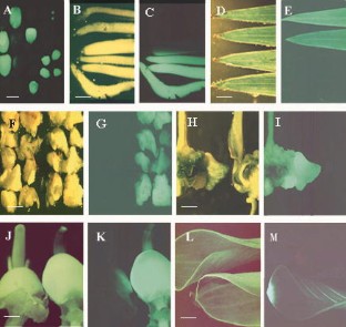Cre/ lox -mediated marker gene excision in transgenic maize (Zea mays L ...