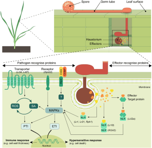 Molecular genetics of leaf rust resistance in wheat and barley ...