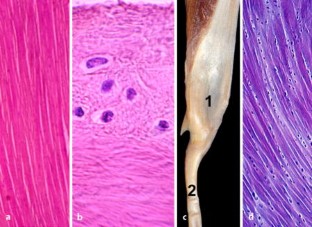 Anatomie und Verhalten von Sehnen und Bändern | SpringerLink