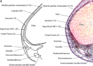 Surgical anatomy of the medial collateral ligament and the ...