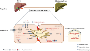 Mechanisms and in vitro models of drug-induced cholestasis | SpringerLink
