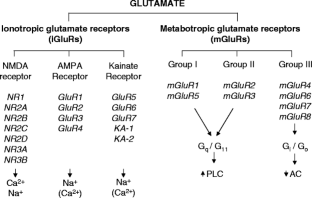 Ionotropic and metabotropic glutamate receptor structure and ...