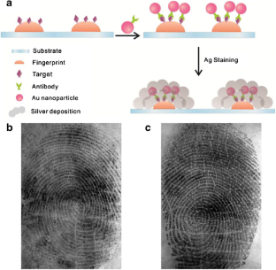 Recent progress on fingerprint visualization and analysis by imaging ...