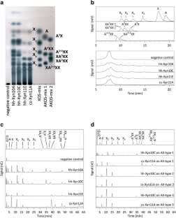 HPAEC-PAD for oligosaccharide analysis—novel insights into analyte ...
