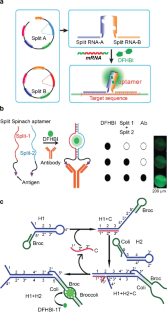 Programmable RNA-based systems for sensing and diagnostic applications ...