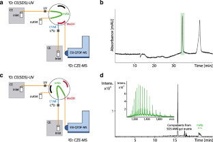 Online mass spectrometry of CE (SDS)-separated proteins by two ...