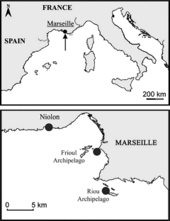 Asexual reproduction in homoscleromorph sponges (Porifera ...