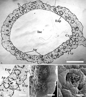 Asexual reproduction in homoscleromorph sponges (Porifera ...