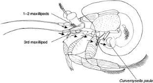 Obligate commensalism of Curvemysella paula (Bivalvia: Galeommatidae ...