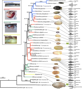 Molecular phylogeny of obligate fish parasites of the family ...