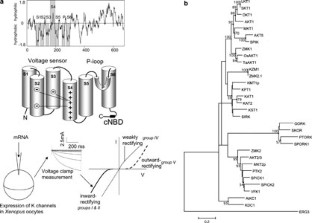 Properties of Shaker -type Potassium Channels in Higher Plants ...