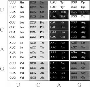 Evolution of the Genetic Triplet Code via Two Types of Doublet Codons ...