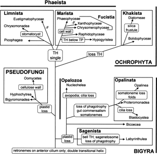 Phylogeny and Megasystematics of Phagotrophic Heterokonts (Kingdom ...