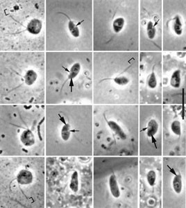 Phylogeny and Megasystematics of Phagotrophic Heterokonts (Kingdom ...