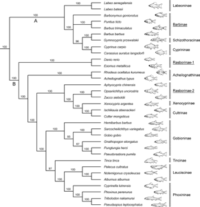 Mitogenomic Evolution and Interrelationships of the Cypriniformes ...