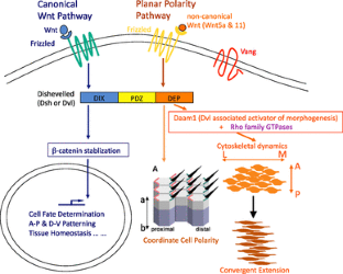 Planar Cell Polarity Signaling in Mammalian Cardiac Morphogenesis ...